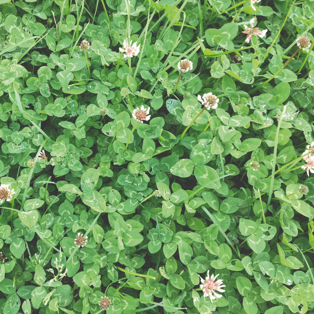 Selection - Cover Crops